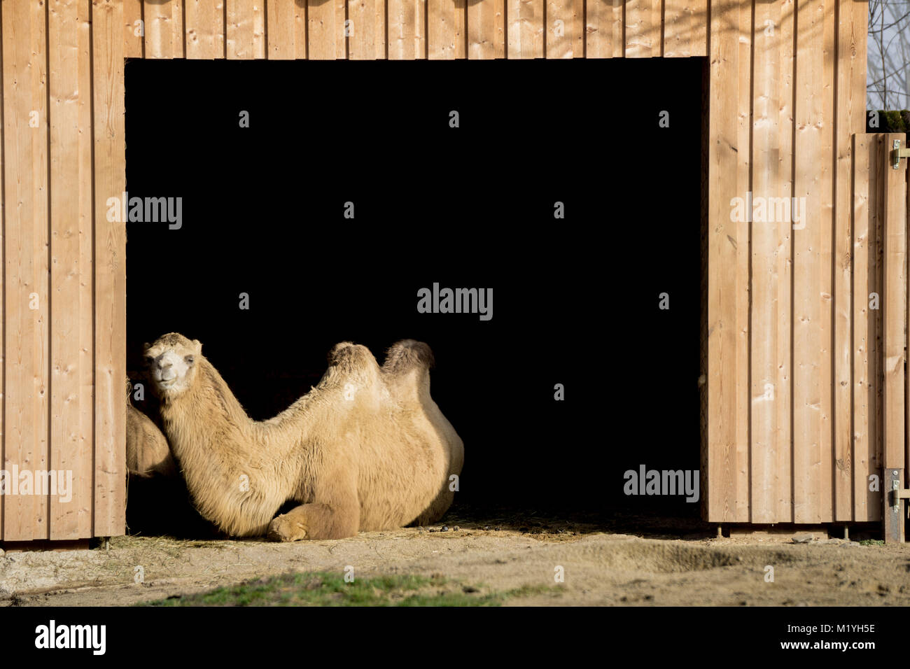 Camel sitting in the barn door basking in the early sun's rays Stock ...