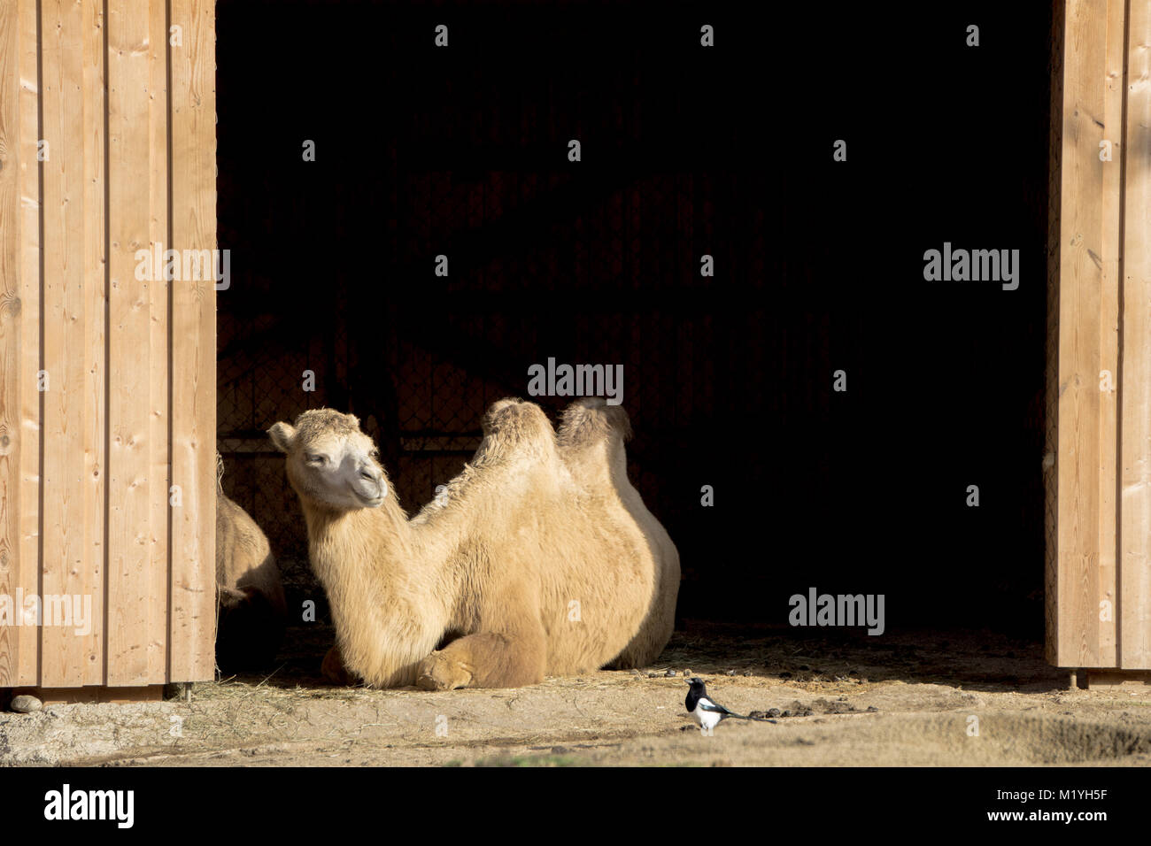 Camel sitting in the barn door and watching a black bird Stock Photo ...