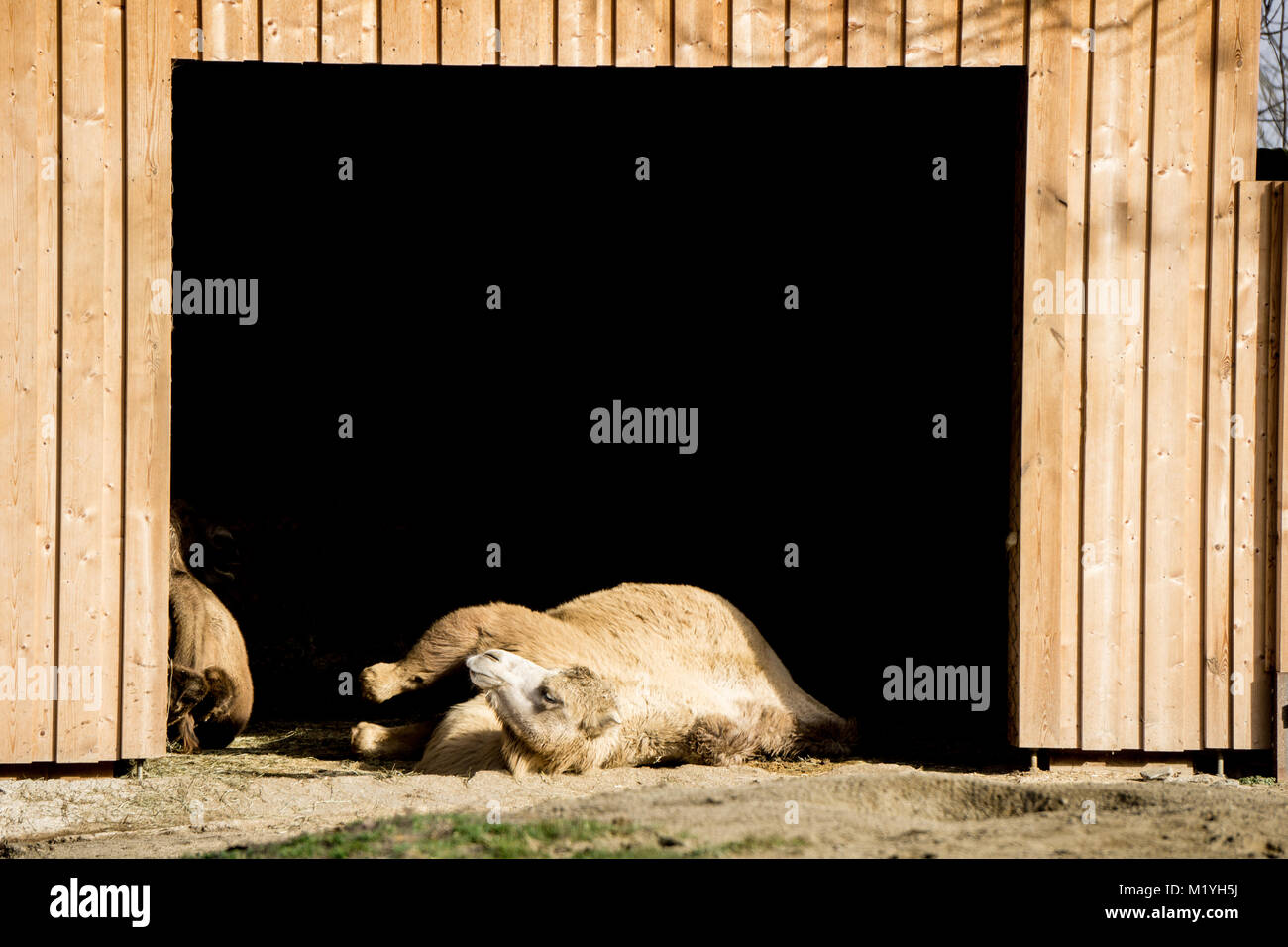 Camel playing around in the early morning sun Stock Photo - Alamy