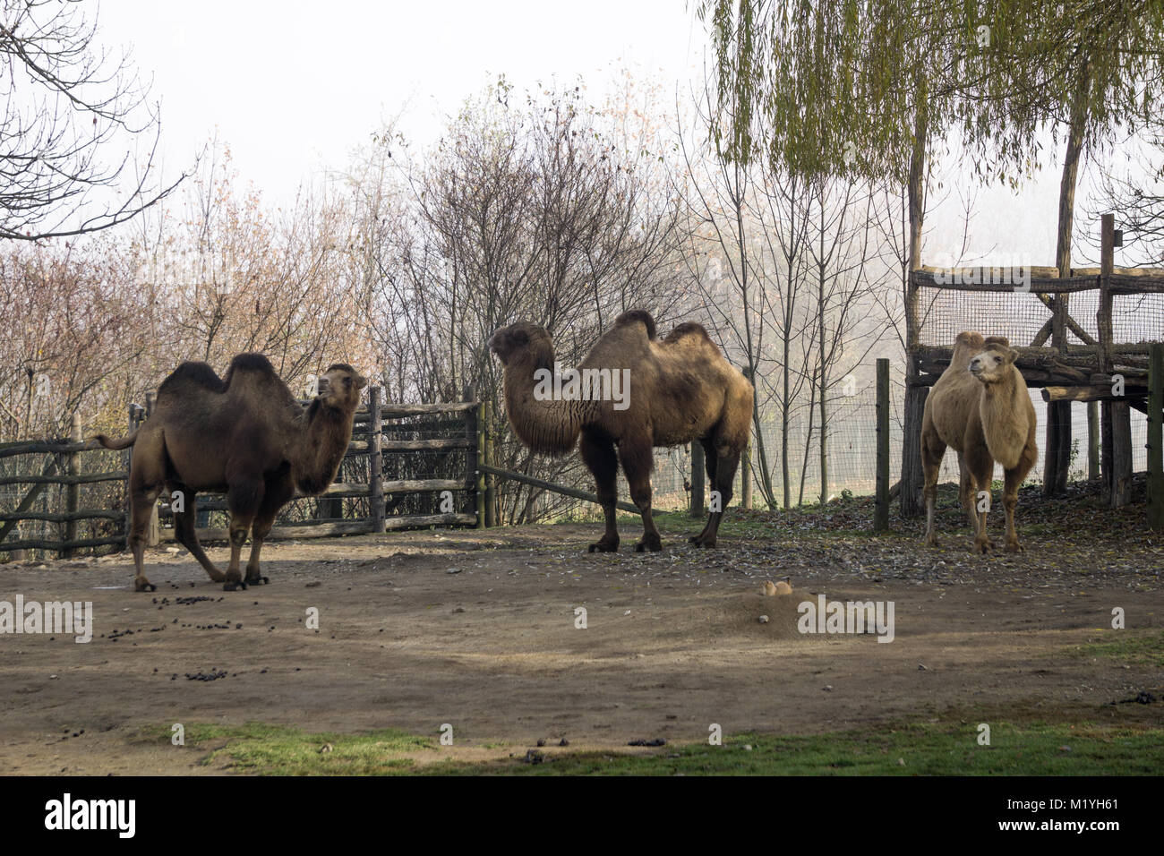 Three camels hi-res stock photography and images - Alamy