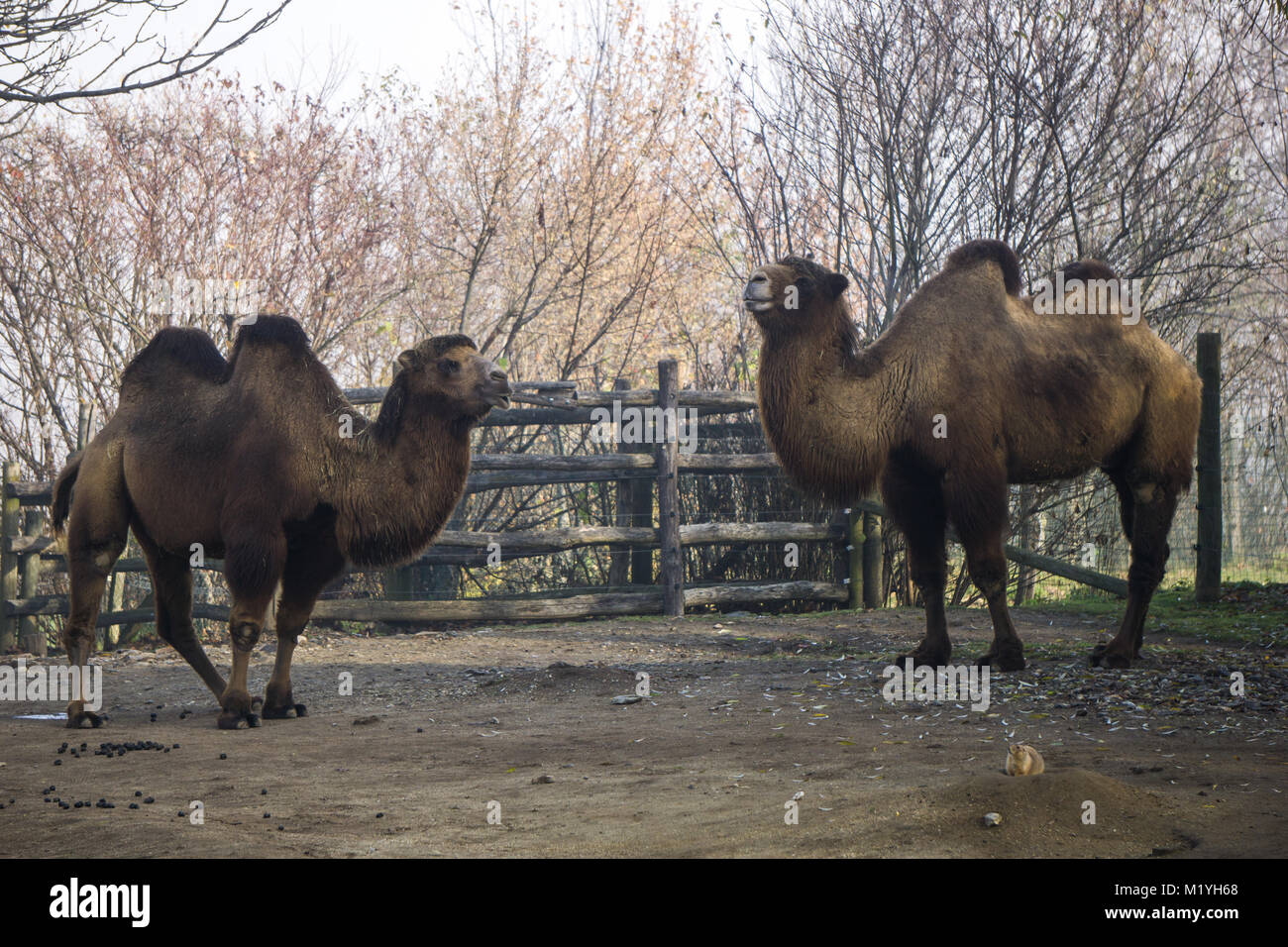 Two camels doing funny faces at the zoo Stock Photo - Alamy