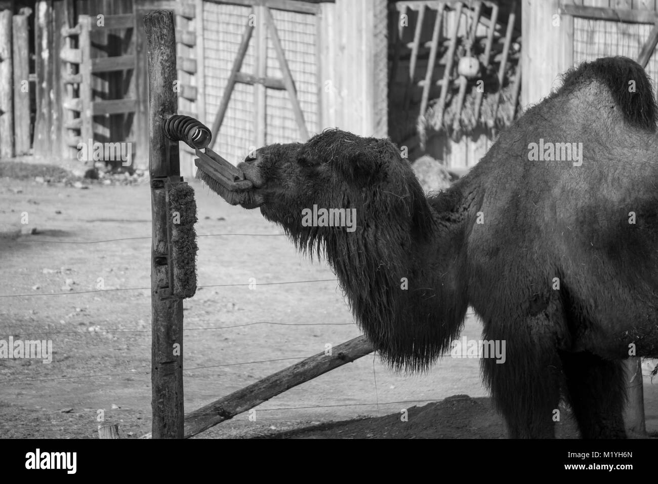 Quite large Black and White Stock Photos & Images - Alamy