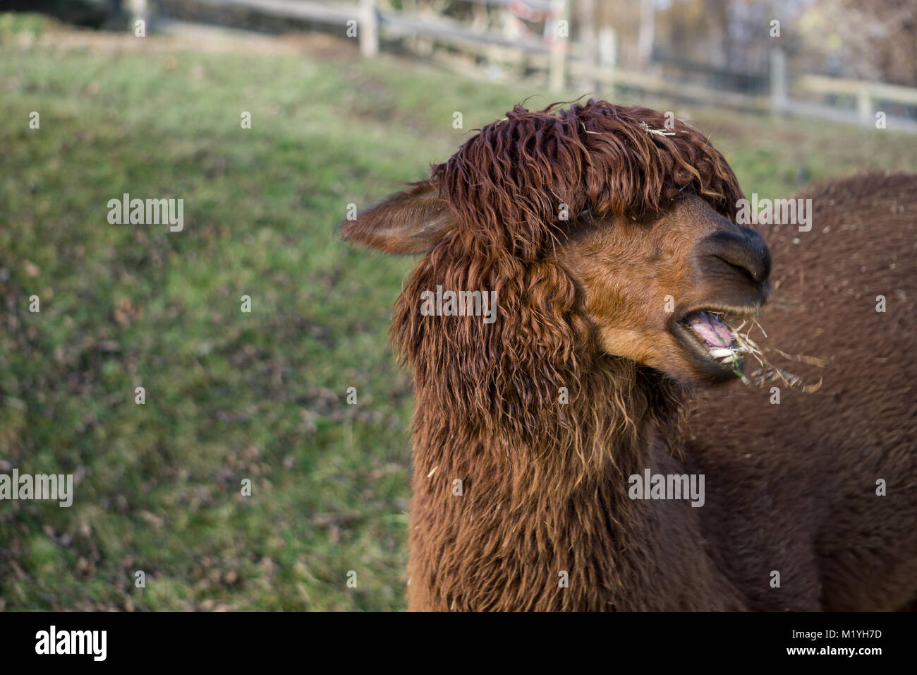 Beautiful funny brown lama hi-res stock photography and images - Alamy