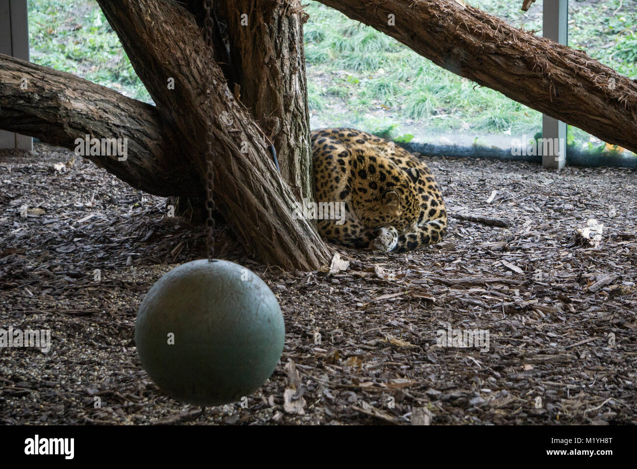 Leopard resting inside its enclosure at Vienna zoo Stock Photo - Alamy