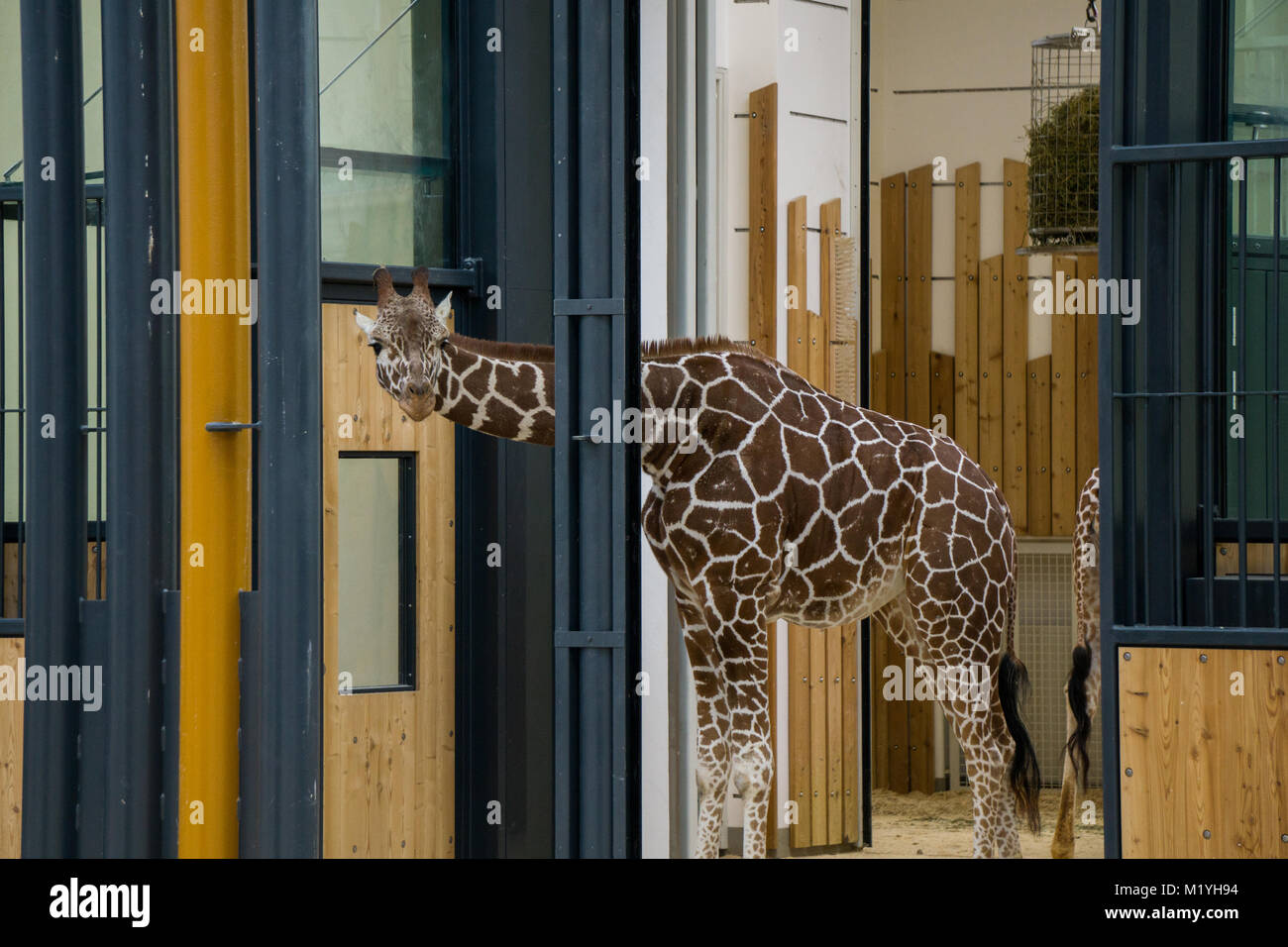 Giraffe inside its enclosure hi-res stock photography and images - Alamy