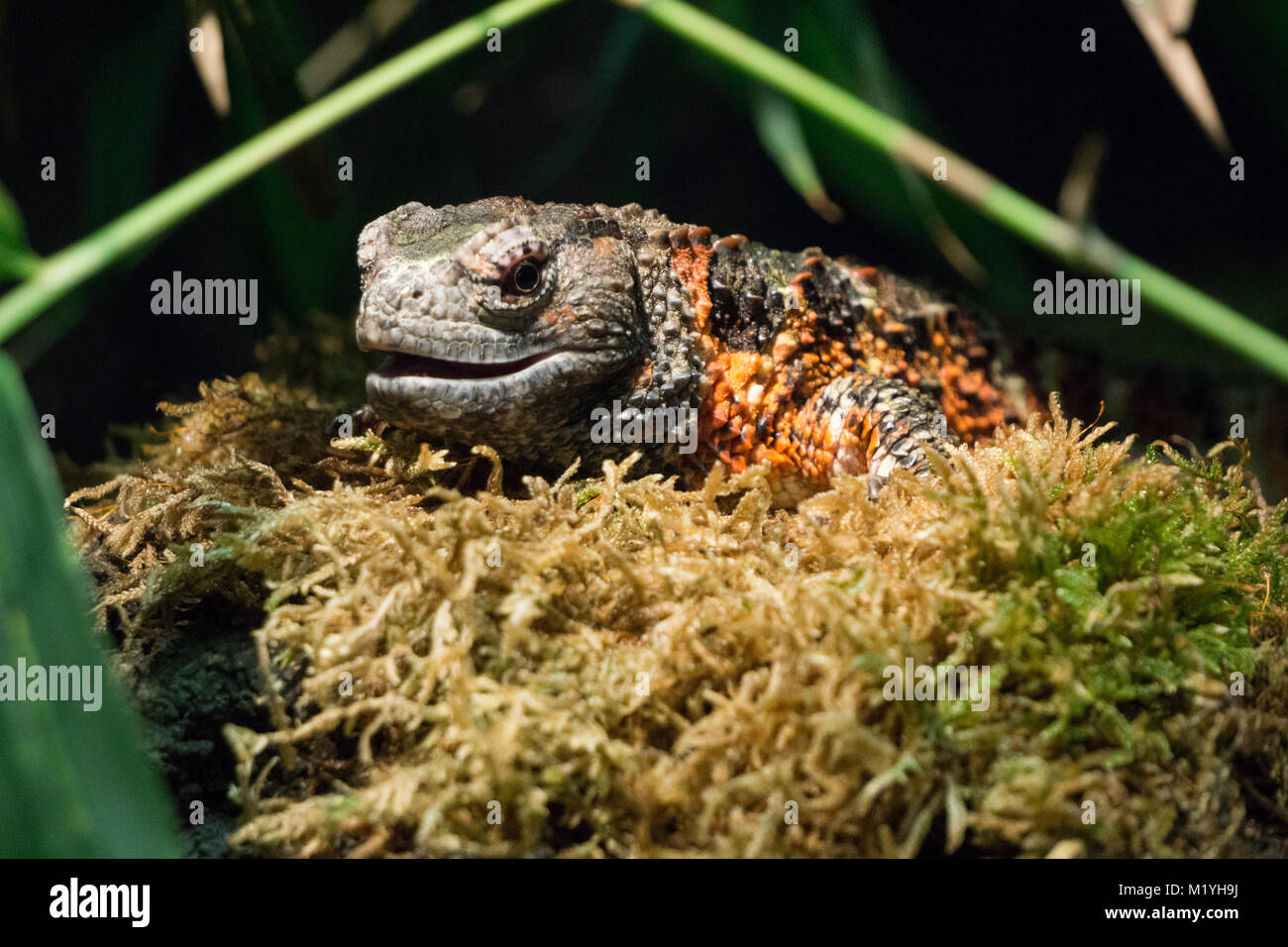 Crocodile lizard hi-res stock photography and images - Alamy