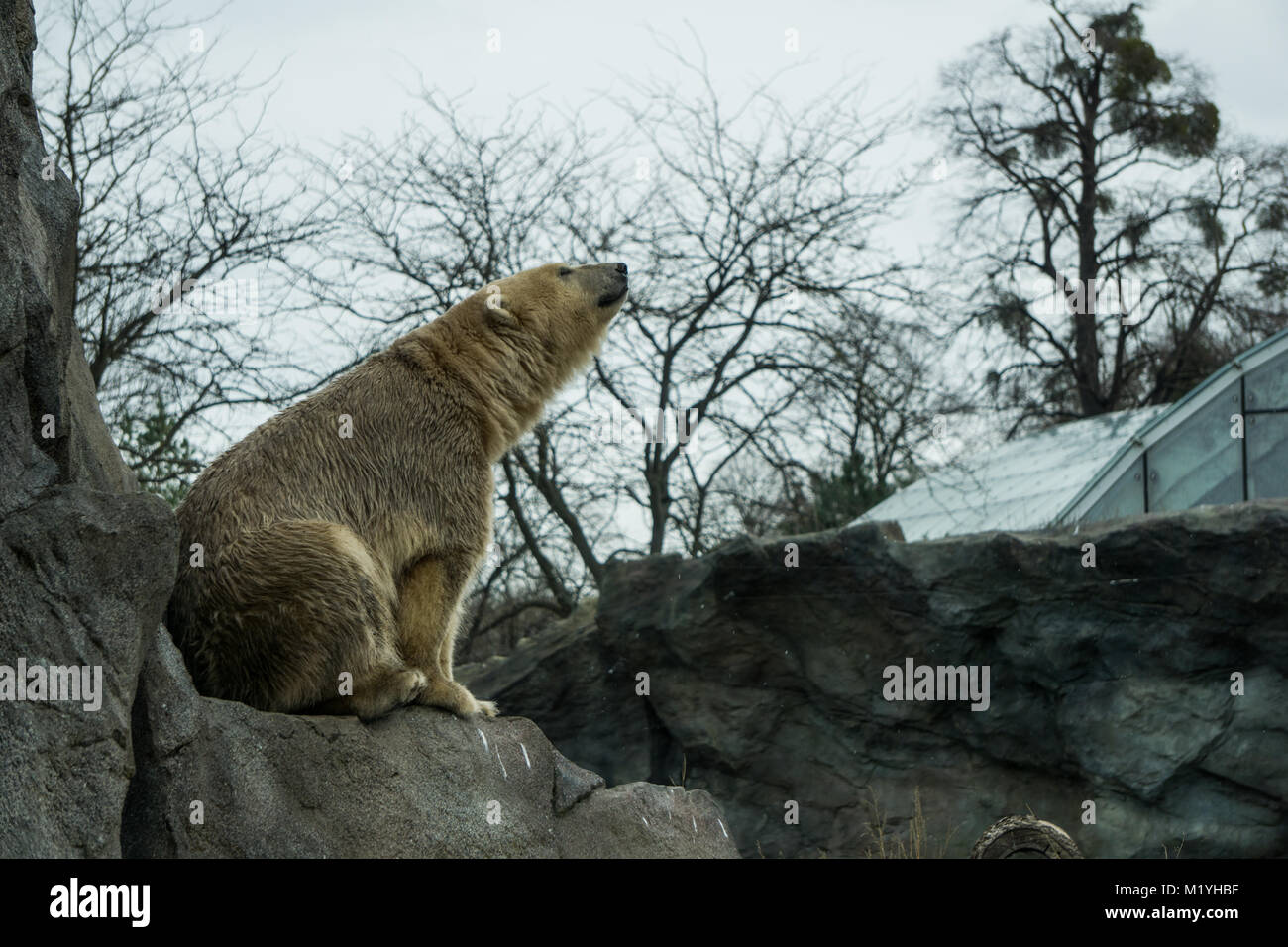 Polar bear looking up at the sky Stock Photo - Alamy