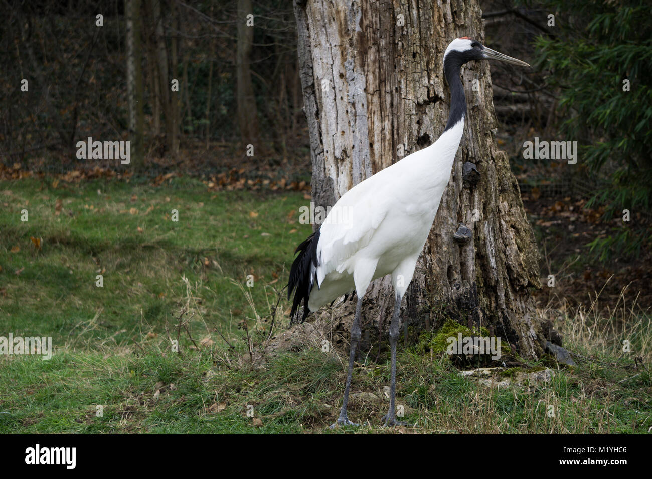 Grey crowned cranes in tree hi-res stock photography and images - Alamy