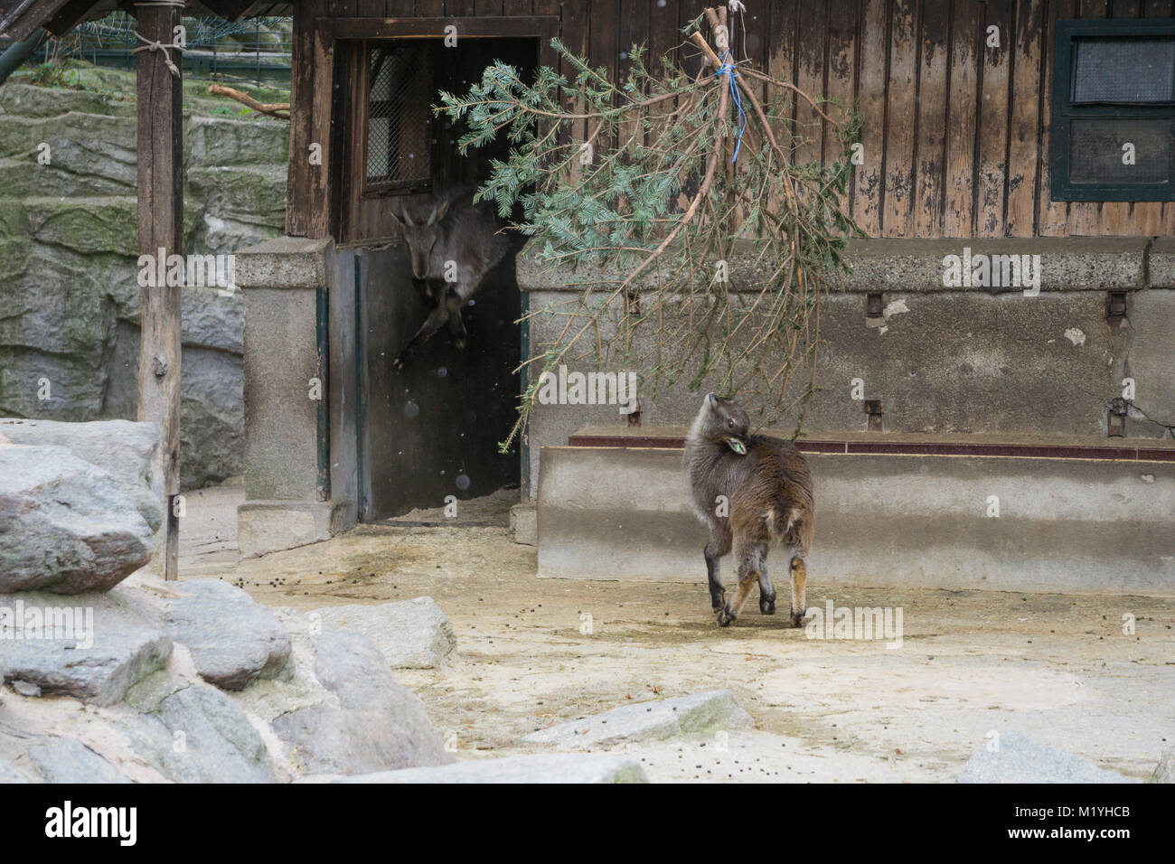 Animal climbing christmas tree hi-res stock photography and images - Alamy