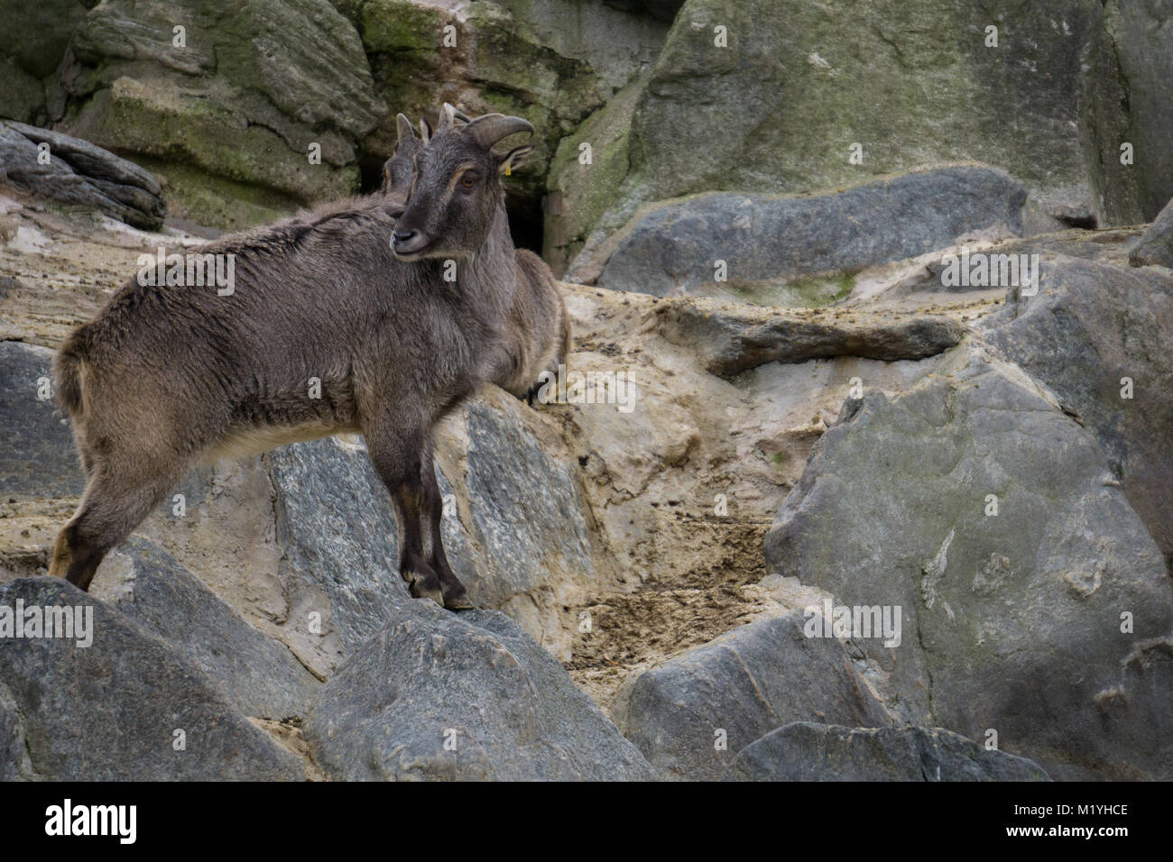 Himalayan tahr female hi-res stock photography and images - Alamy