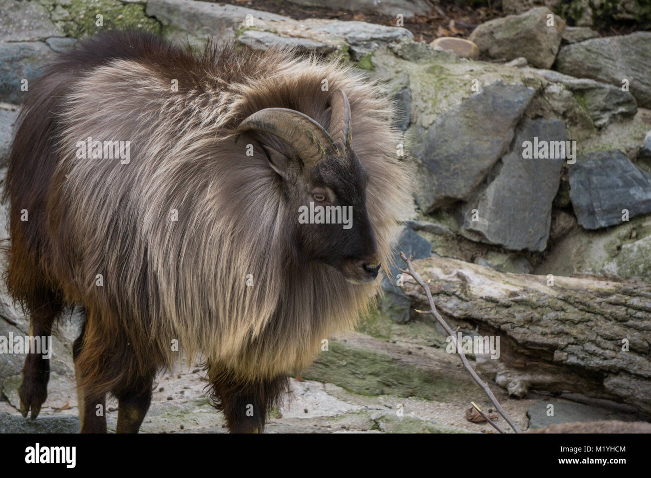 Himalayan Animals On The Mountain
