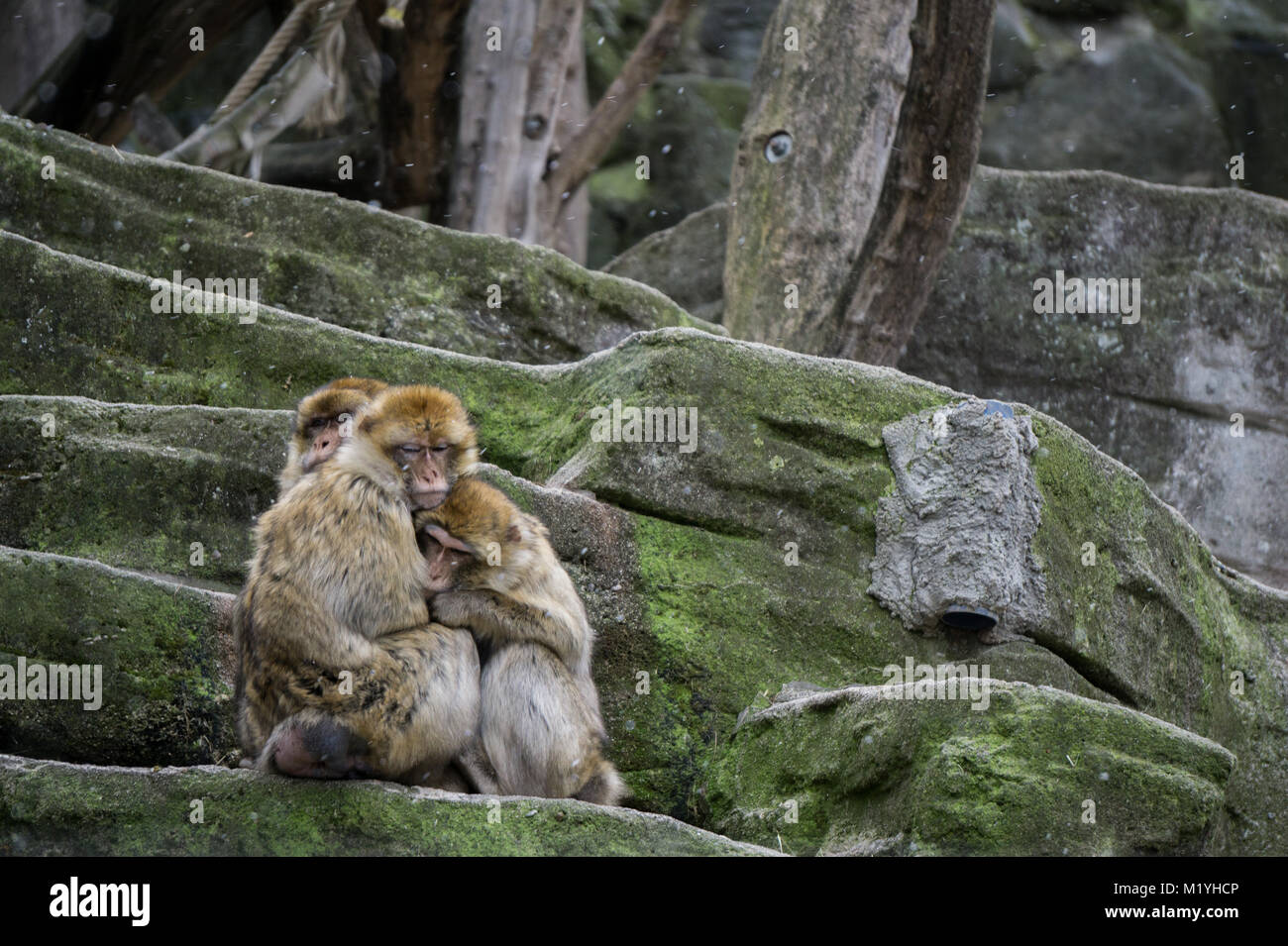 Three macaques hugging to keep warm in the cold of winter Stock Photo ...