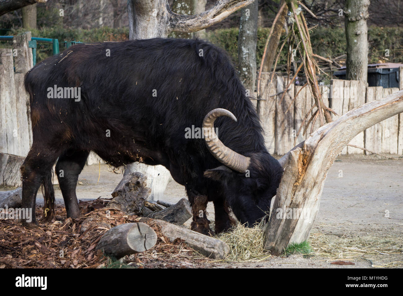 Indian buffalo High Resolution Stock Photography and Images - Alamy
