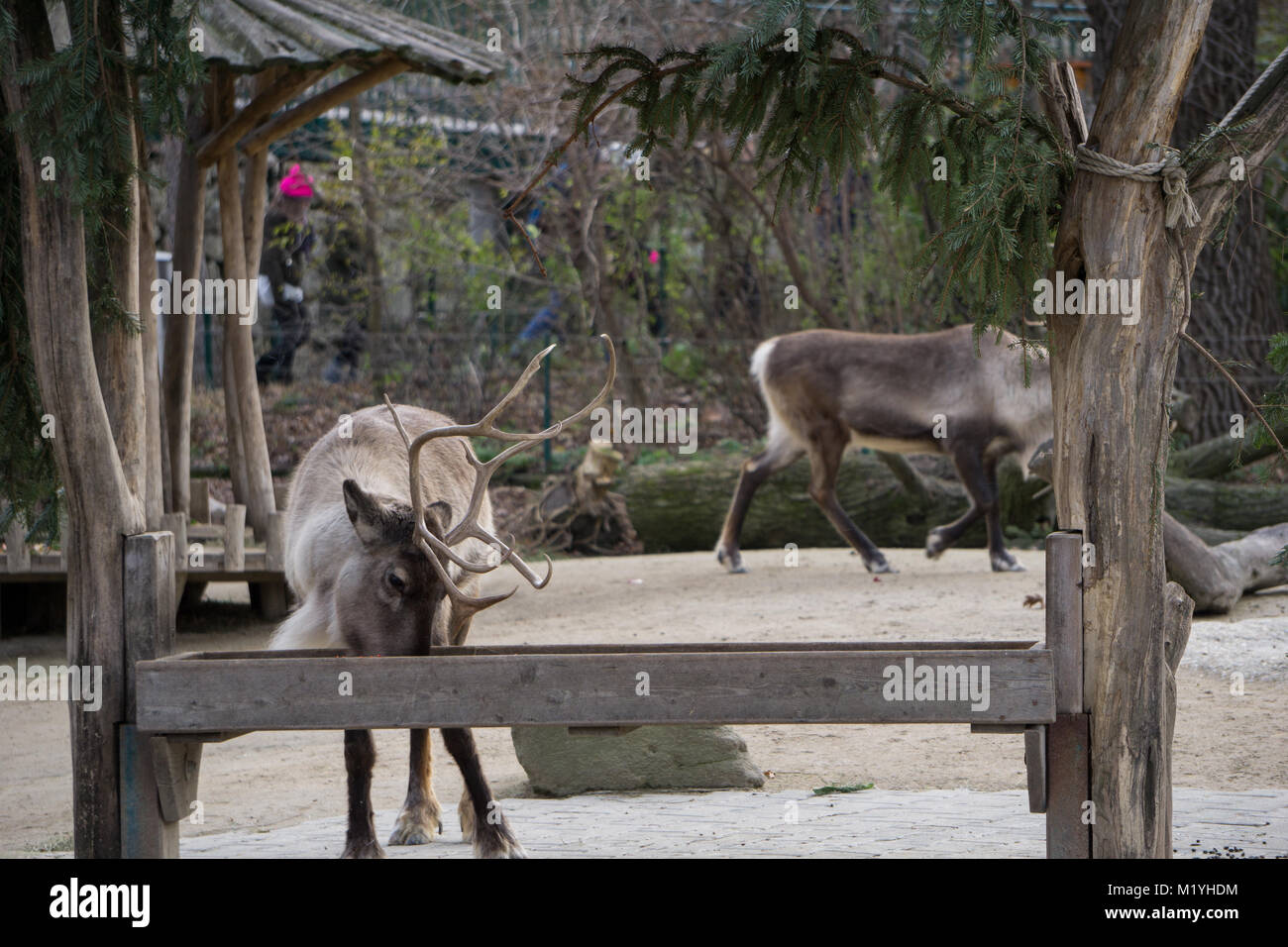 Reindeer feeding from a trough Stock Photo - Alamy