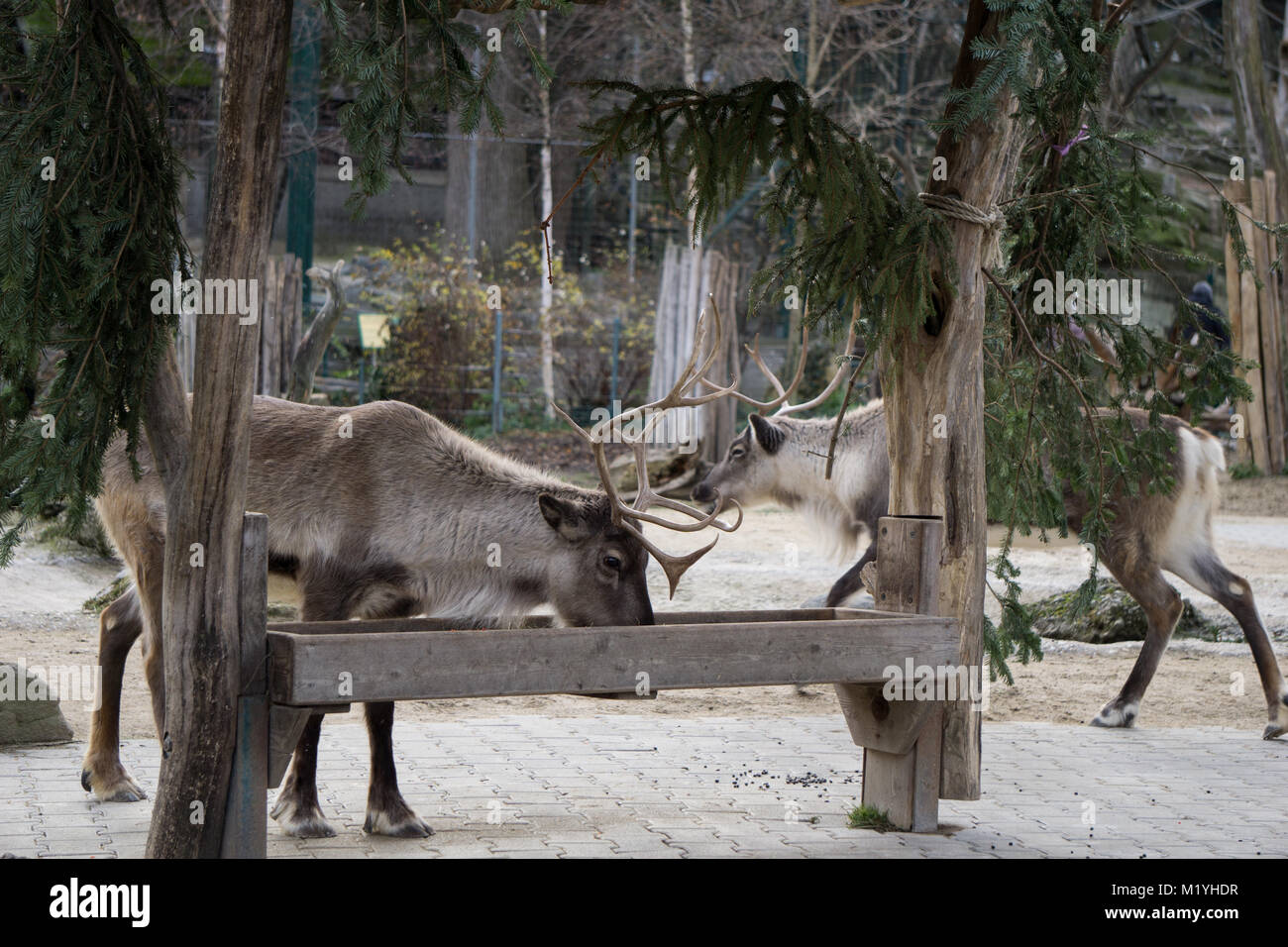 Reindeer feeding from a trough Stock Photo - Alamy
