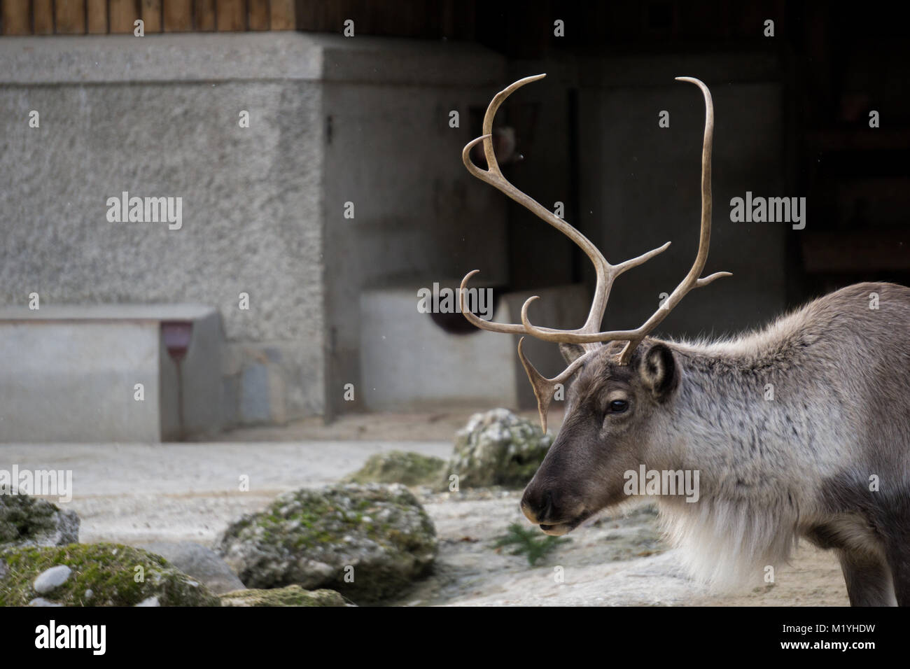 Reindeer at an Austrian zoo Stock Photo - Alamy