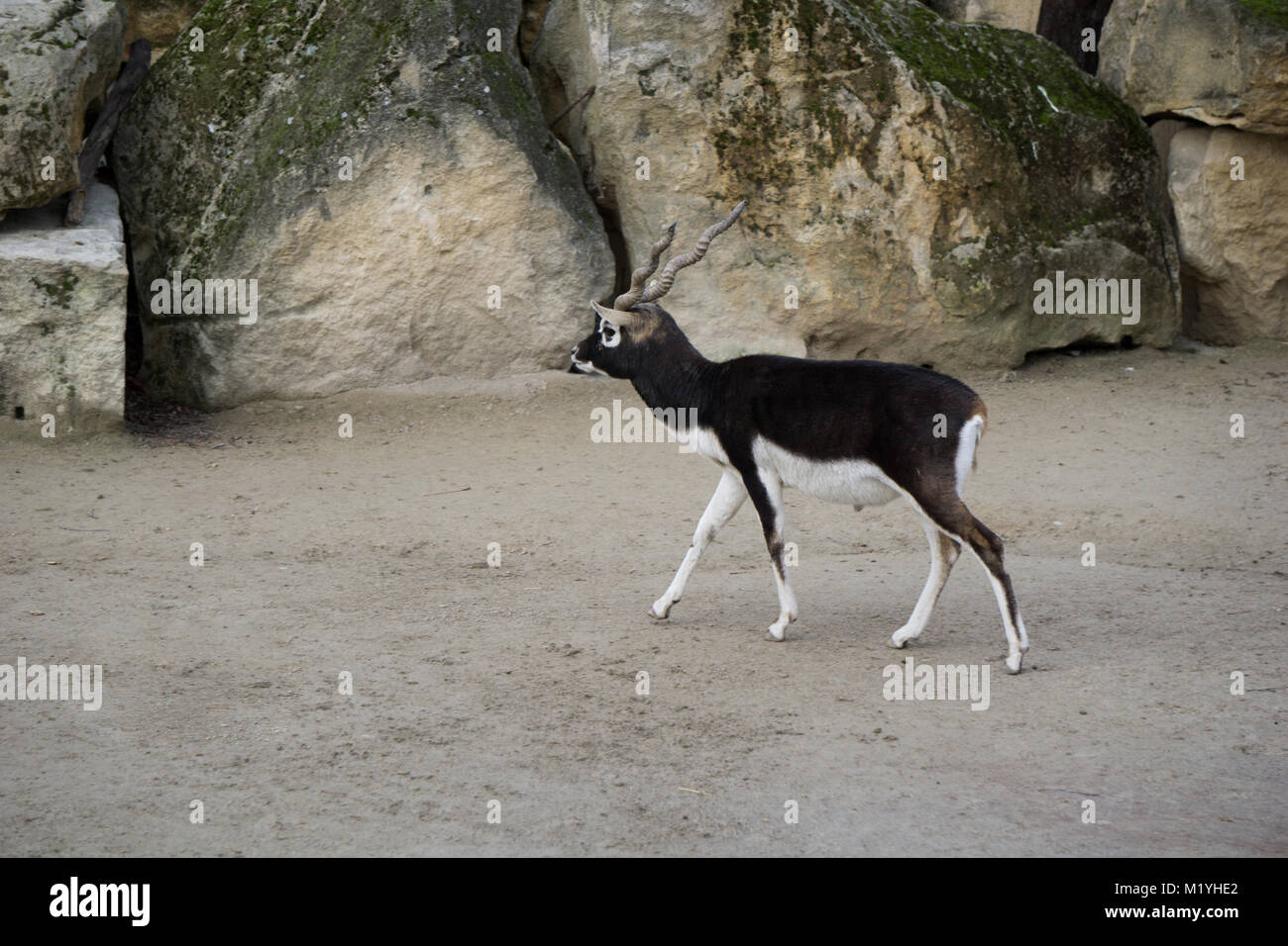 White blackbuck hi-res stock photography and images - Alamy