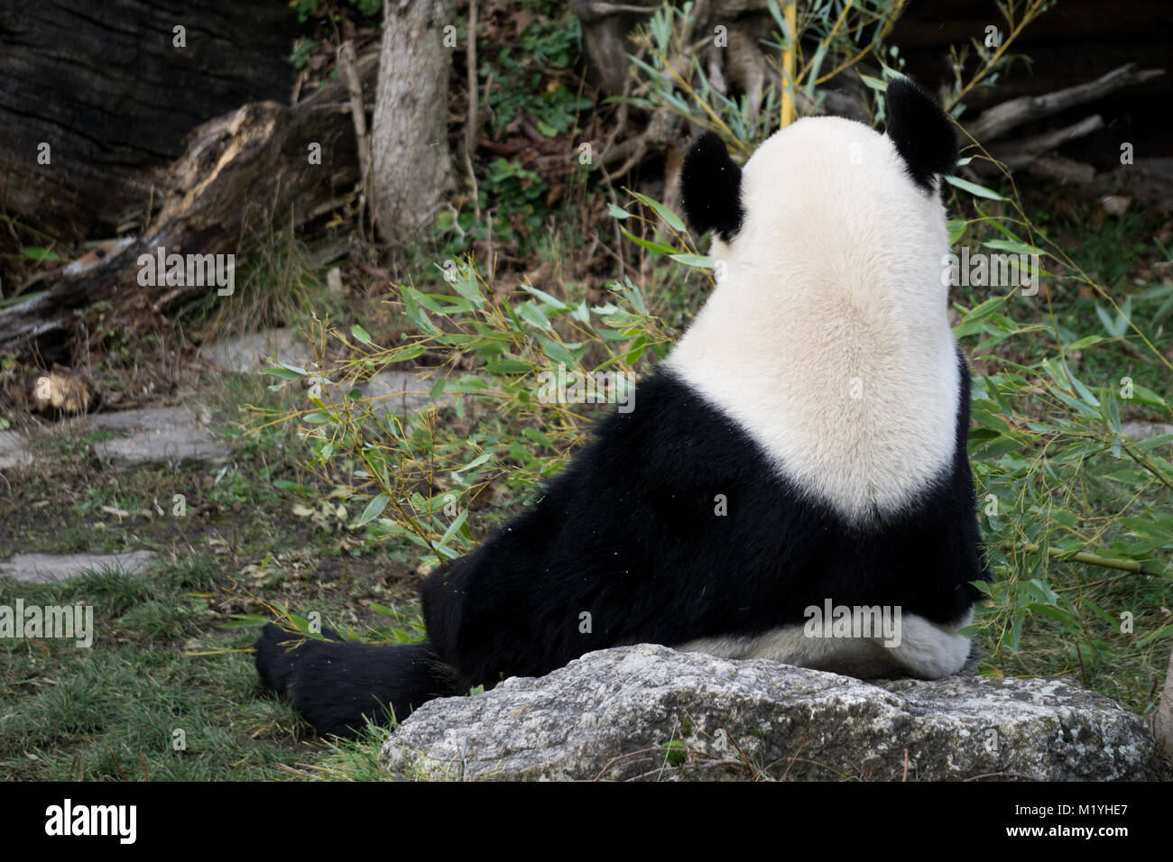 Giant panda from behind Stock Photo - Alamy