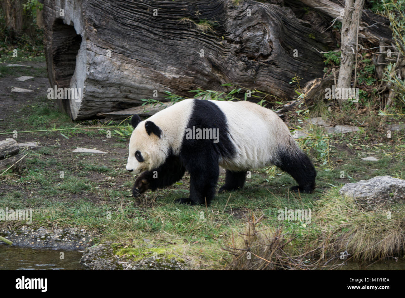 Giant panda walking across his enclosure at the Vienna zoo Stock Photo ...