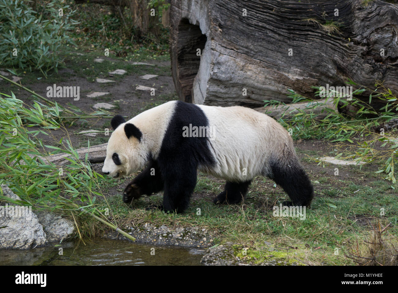 Large black bear up tree hi-res stock photography and images - Alamy