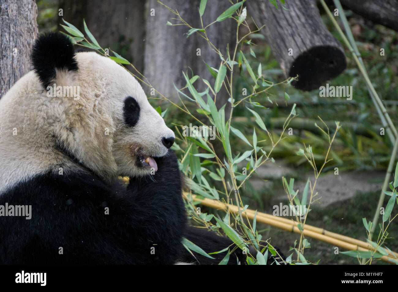 Panda taking a bite out of a bamboo branch Stock Photo - Alamy
