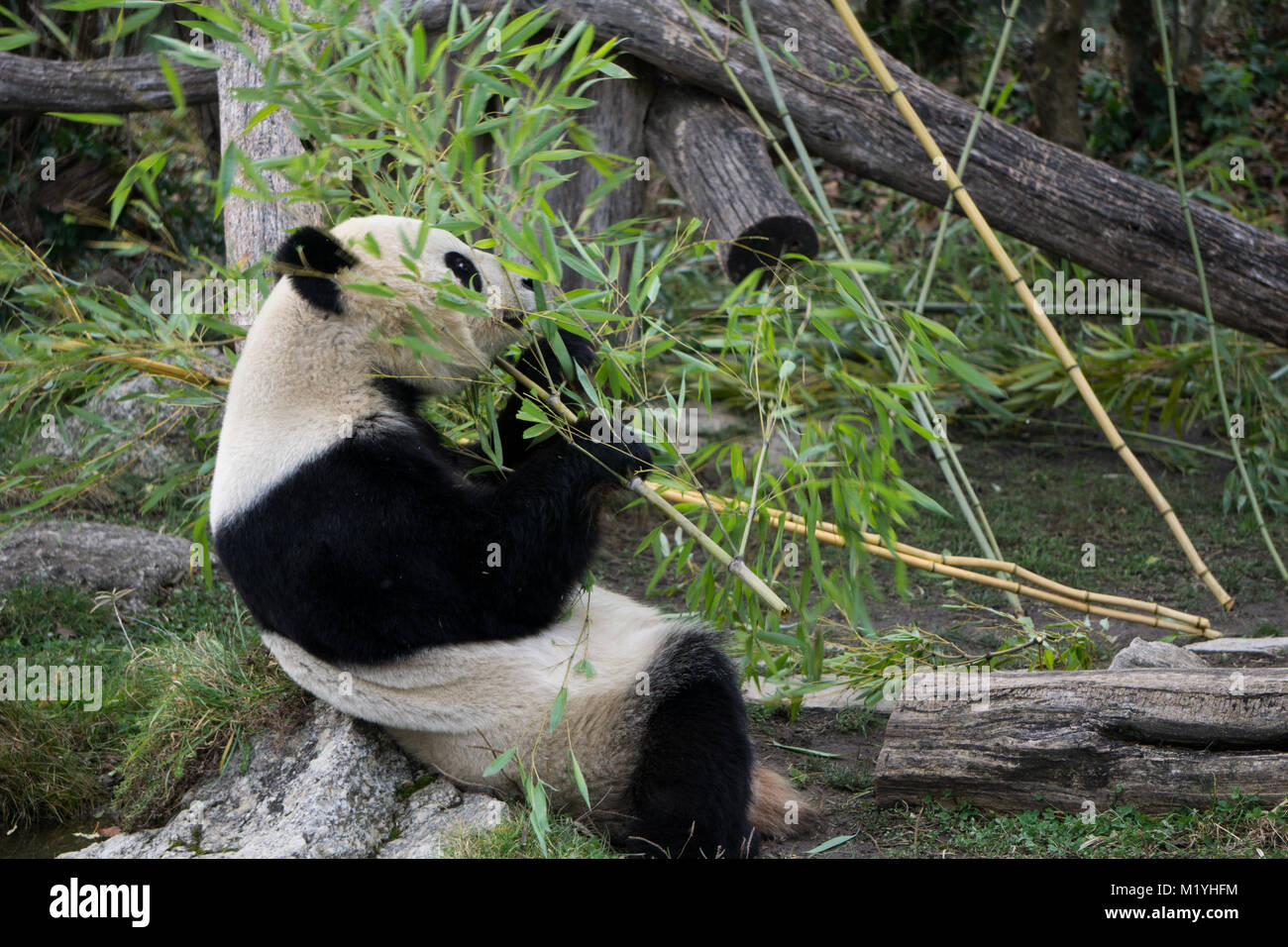 Panda munching on a bamboo branch at the Vienna zoo Stock Photo - Alamy