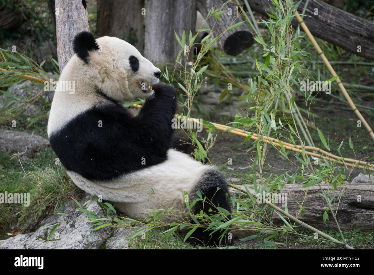 Panda feeding time at the Vienna zoo Stock Photo - Alamy