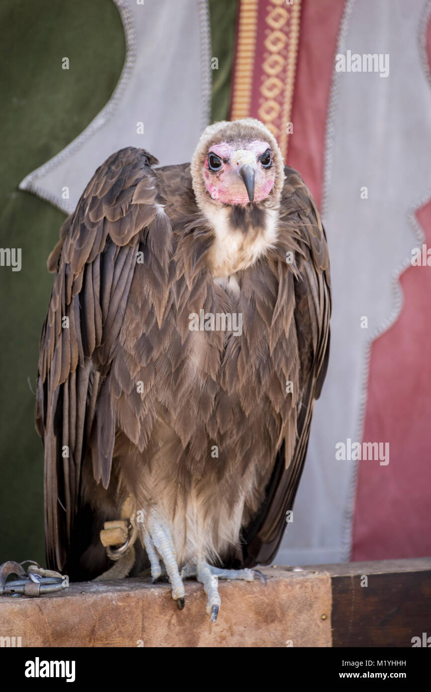 vulture at an exhibition of birds of prey at a medieval fair in spain ...