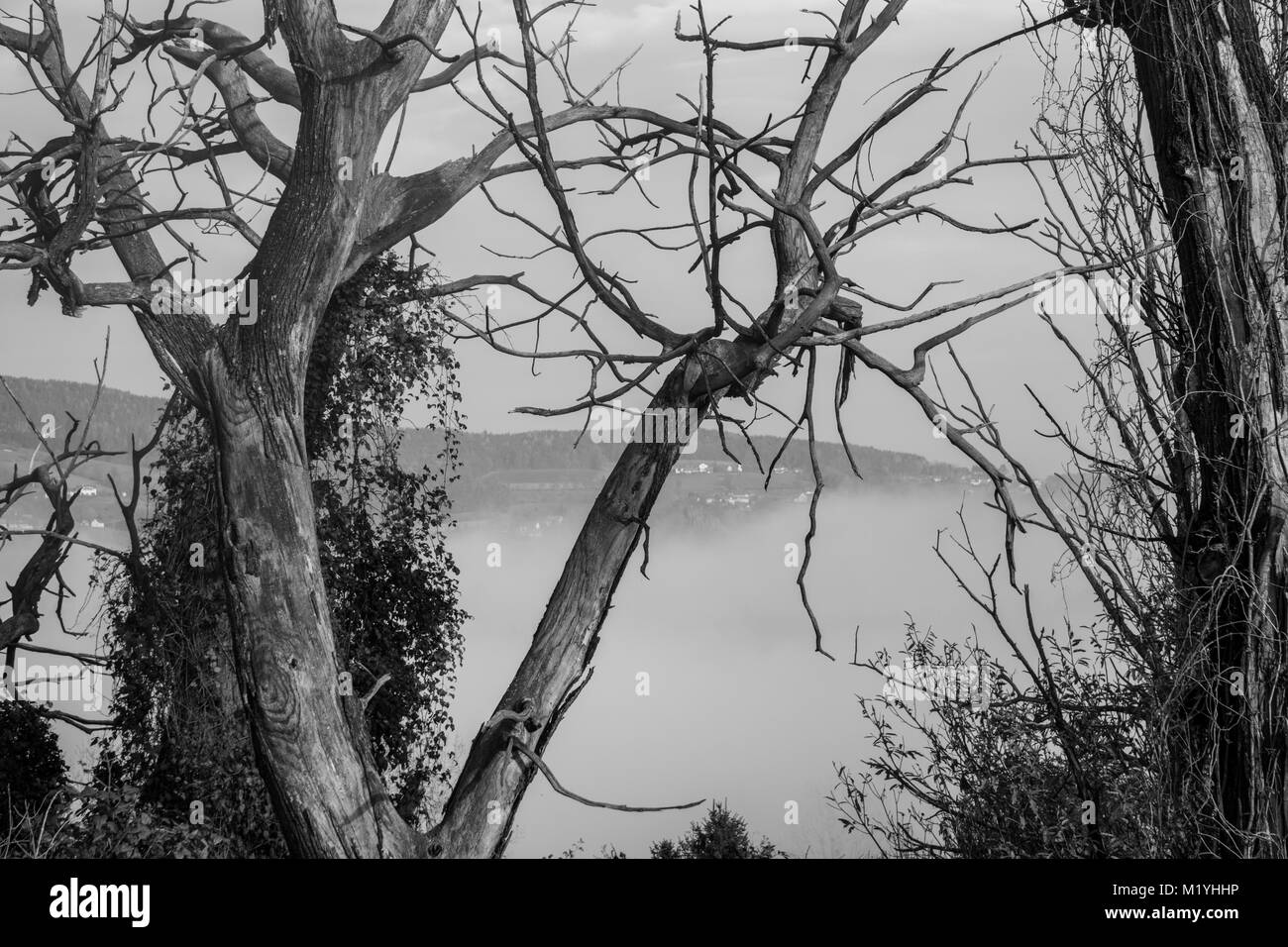 Dead tree in black and white with fog and hills in the background Stock ...