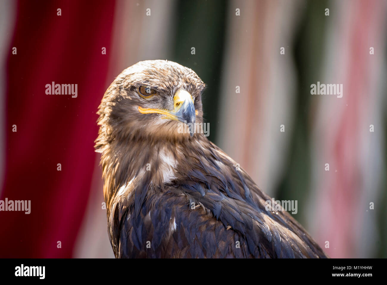 beautiful eagle in a display of birds of prey Stock Photo - Alamy
