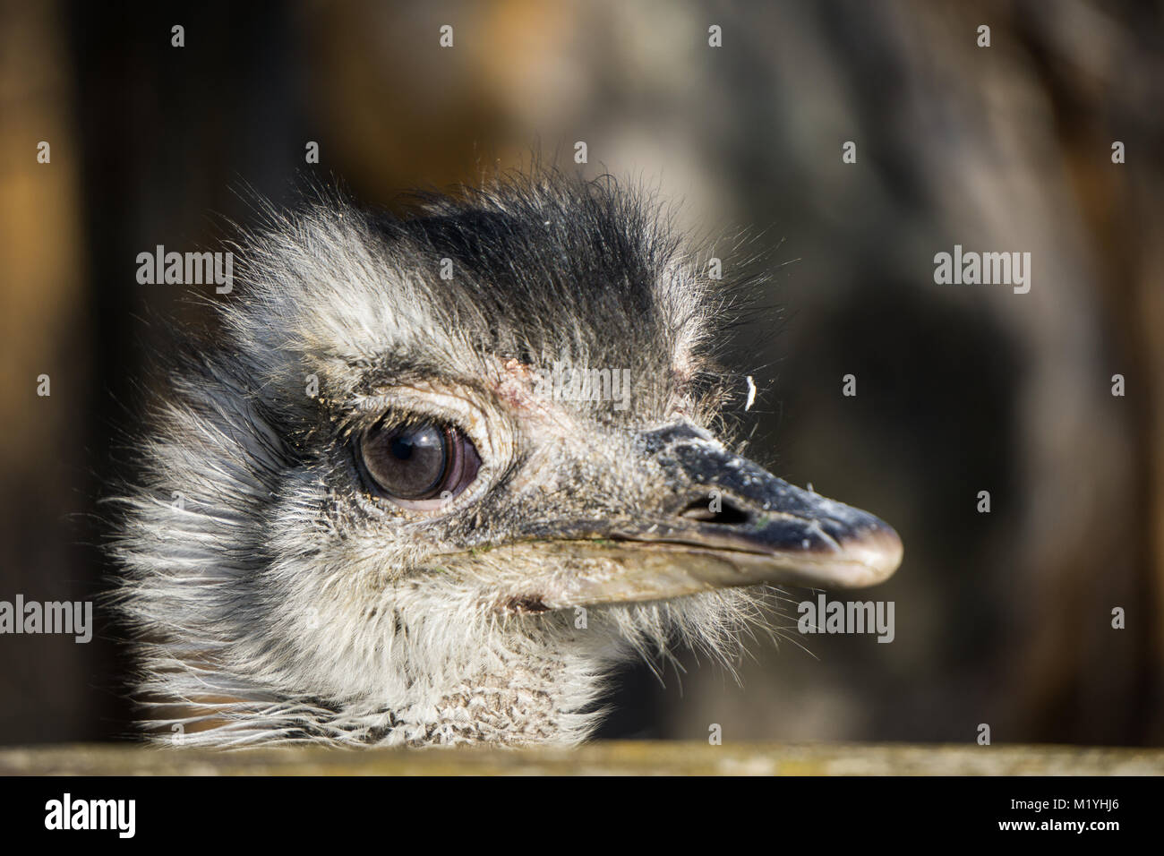 Nandu zoo hi-res stock photography and images - Alamy