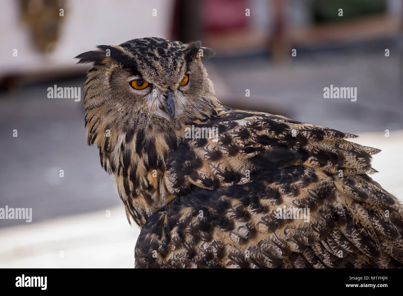 Predator, beautiful owl in a medieval fair with exhibition of birds of ...