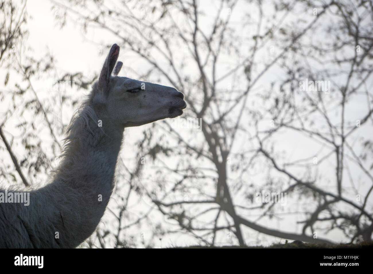 Close up of llama head and neck with tree branches in the background ...