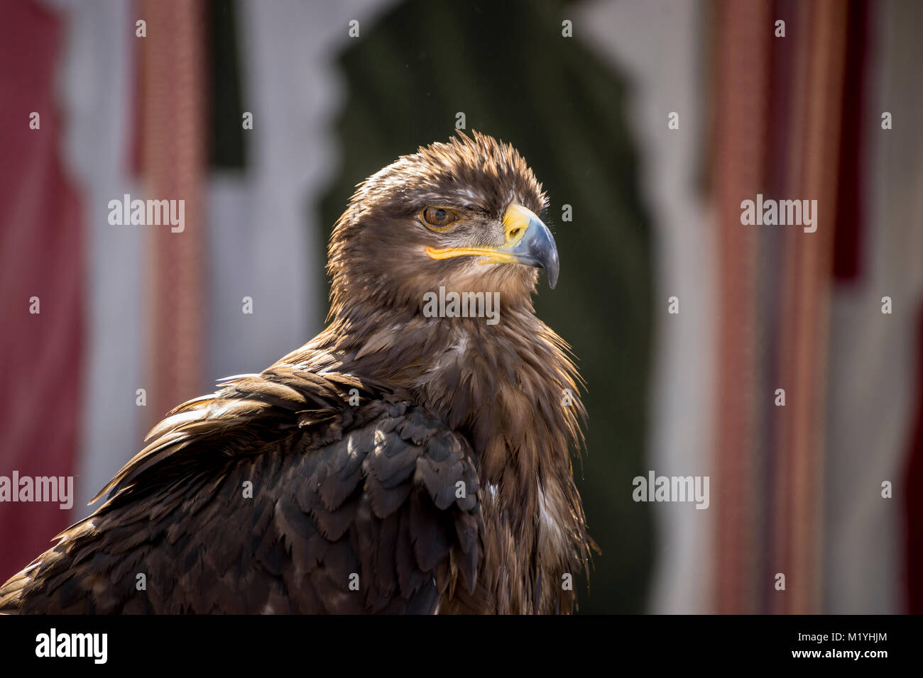 beautiful eagle in a display of birds of prey Stock Photo - Alamy