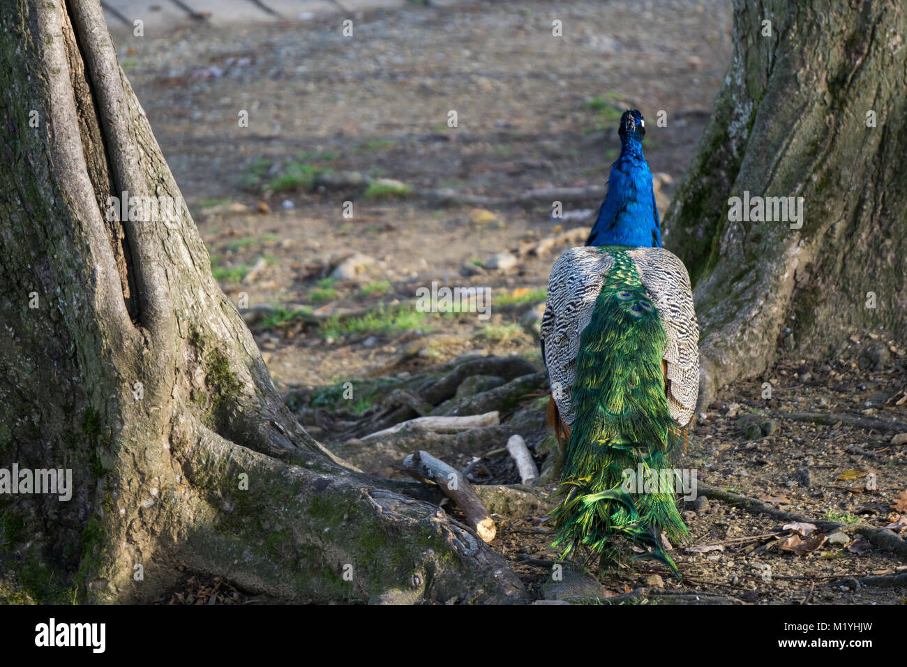 A peacock resting on tree roots on a cold autumn morning Stock Photo ...