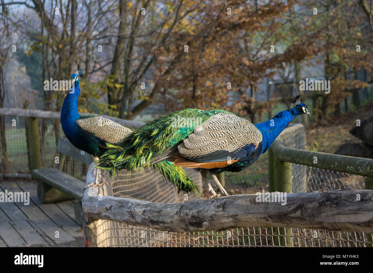 Two peacocks on a tree hi-res stock photography and images - Alamy
