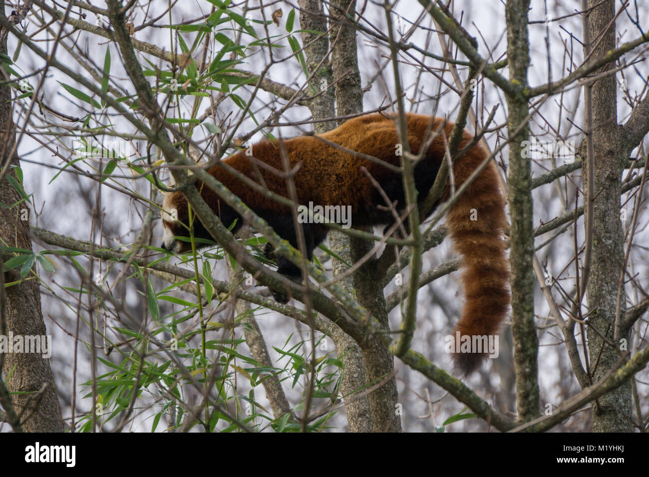 Red panda moving about in the autumn foliage Stock Photo - Alamy