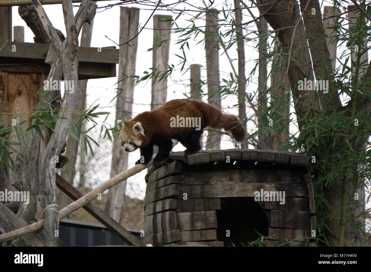 Red panda on the roof of its house at the zoo Stock Photo - Alamy