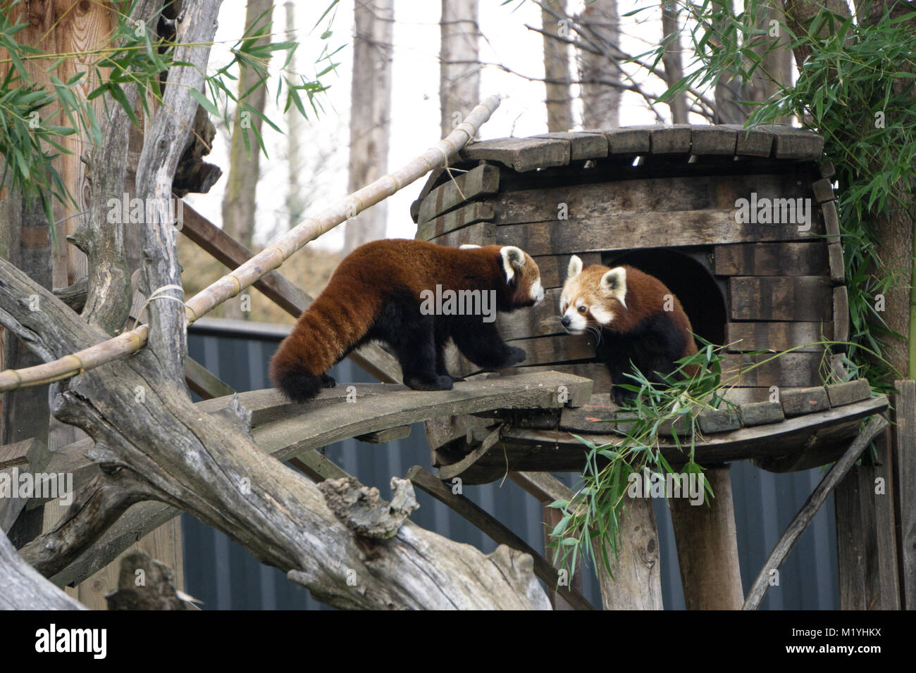 Two red pandas inside their enclosure at an Austrian animal park Stock ...