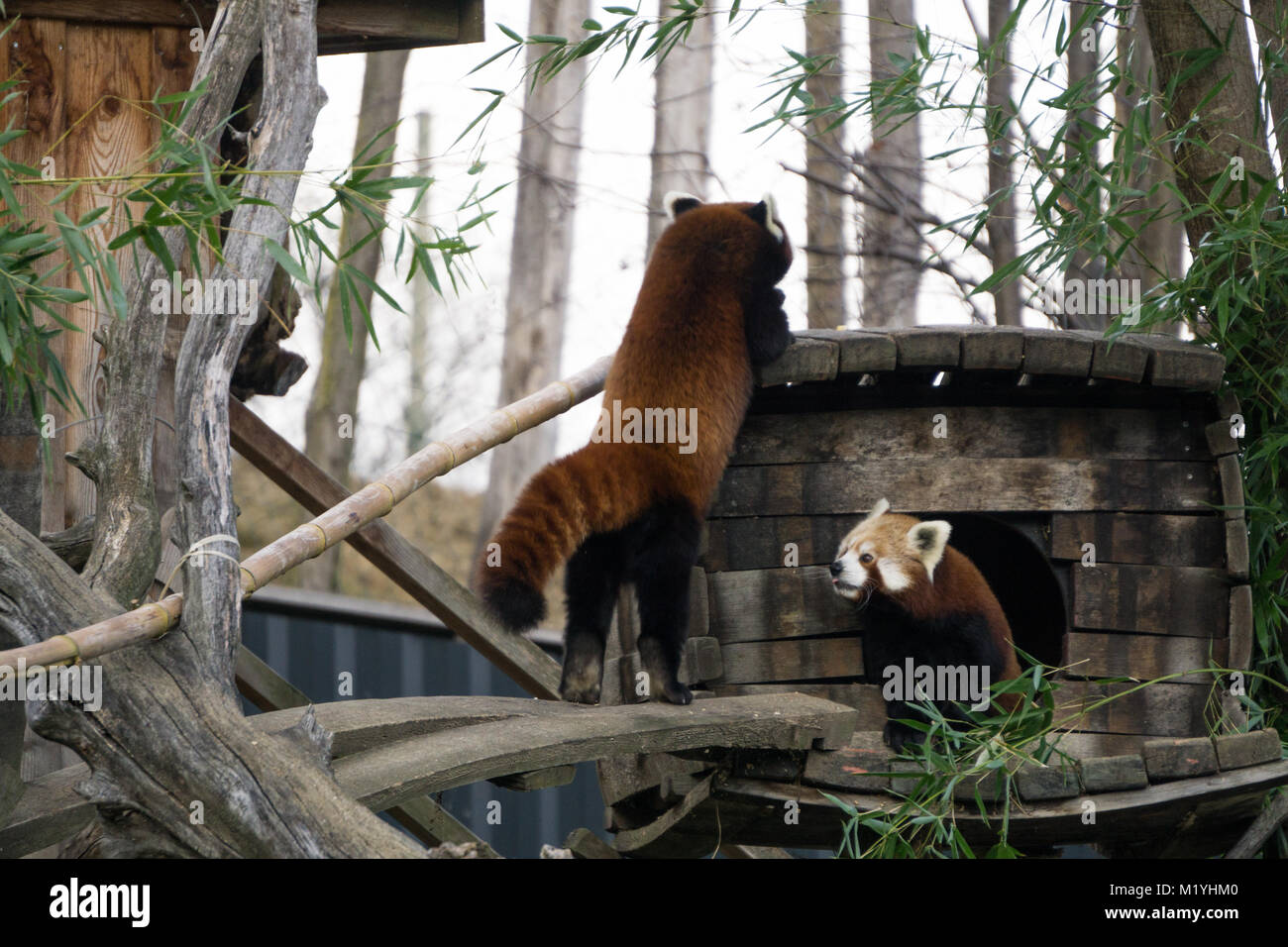 Red panda climbing on the roof of its house at the zoo Stock Photo - Alamy