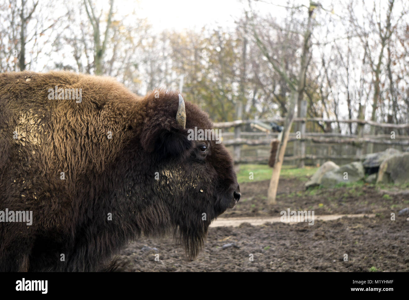 Side portrait of buffalo inside its zoo enclosure Stock Photo - Alamy