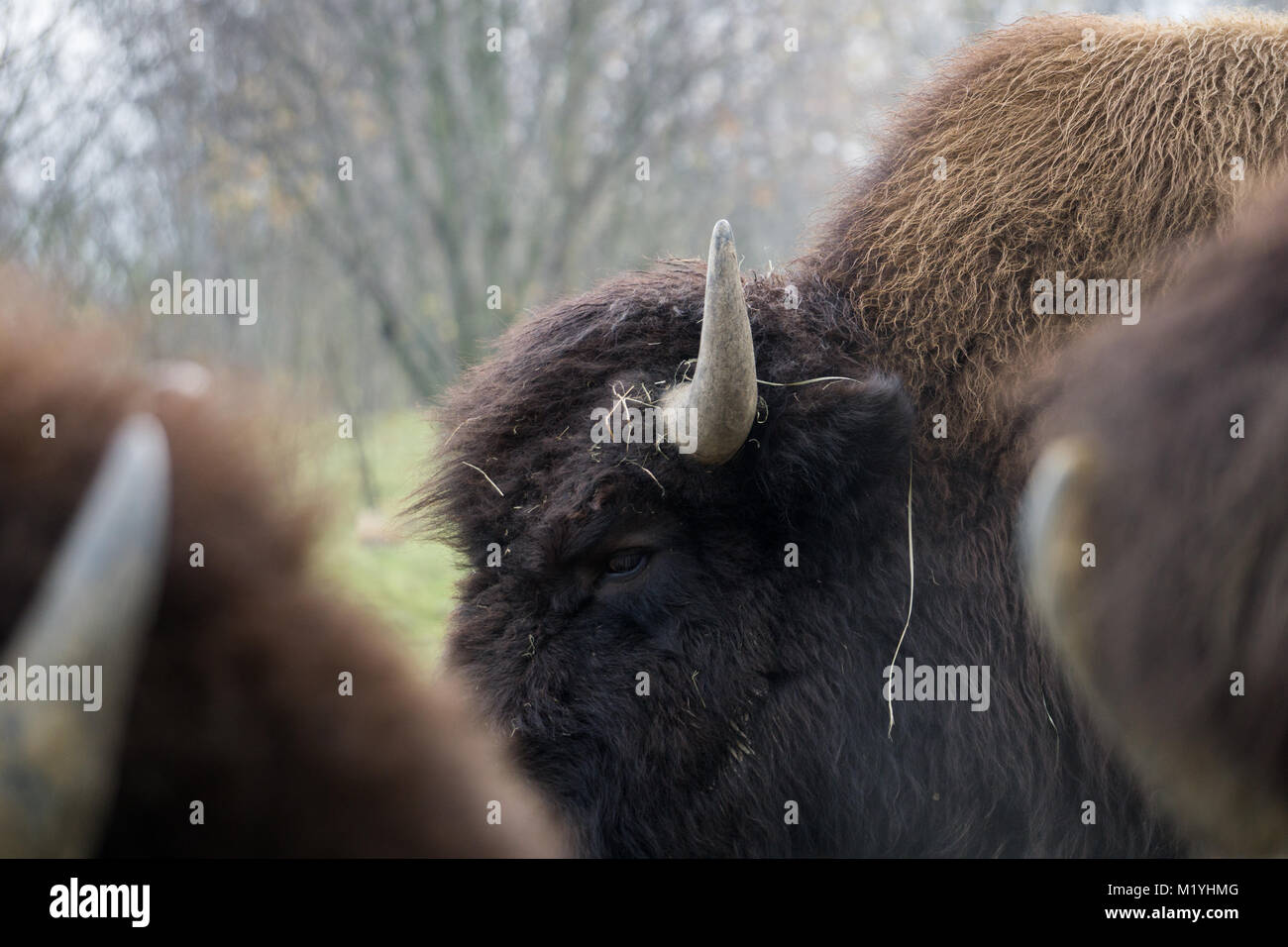Close up of bison hi-res stock photography and images - Alamy