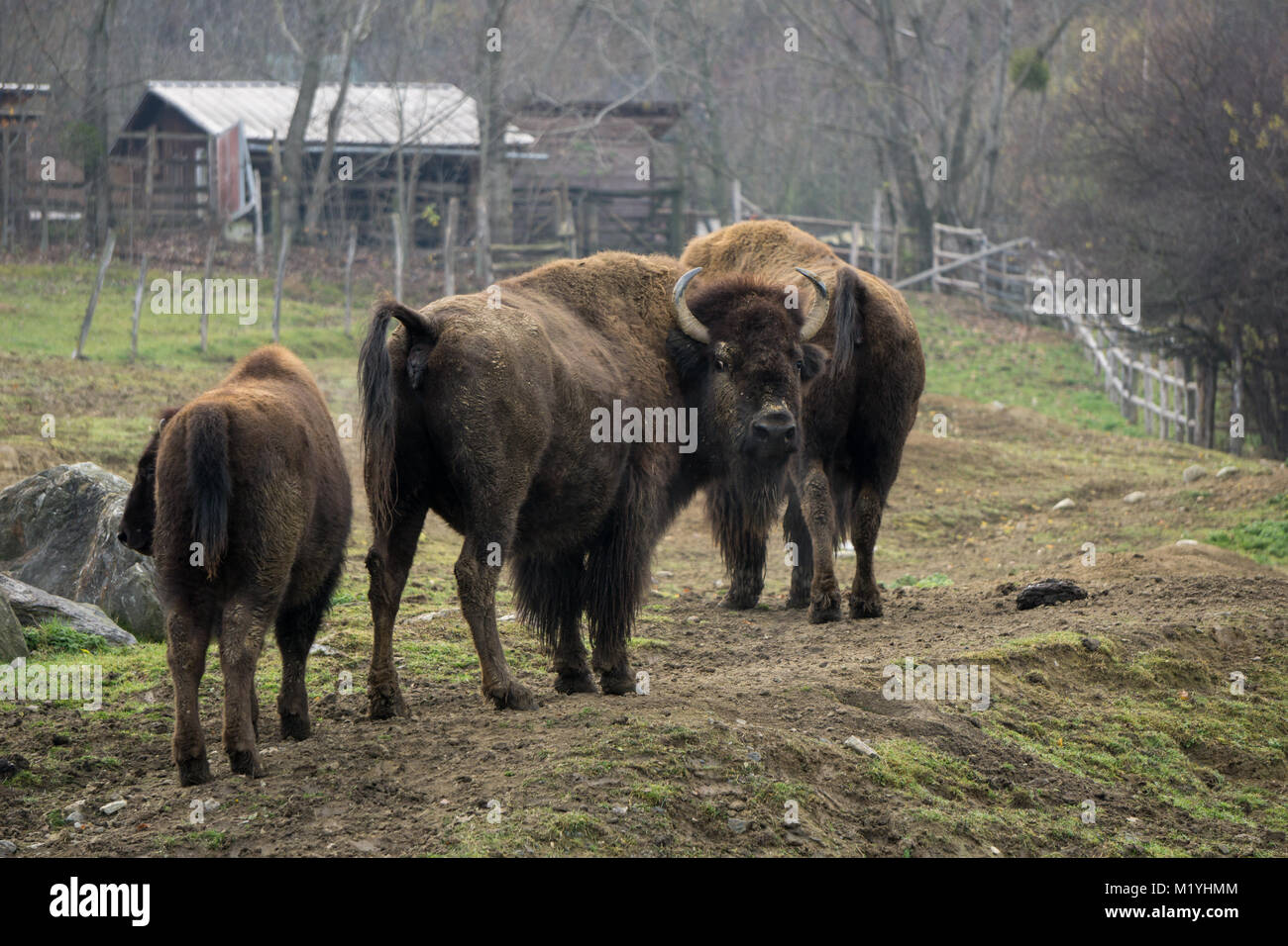 Large bison gazing back at the camera with calf along side him Stock ...