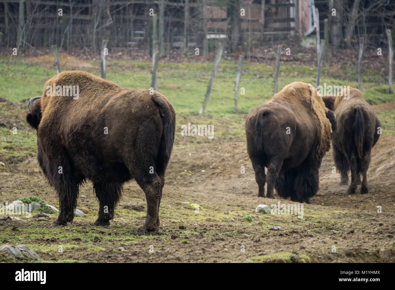 Wisent enclosure hi-res stock photography and images - Alamy