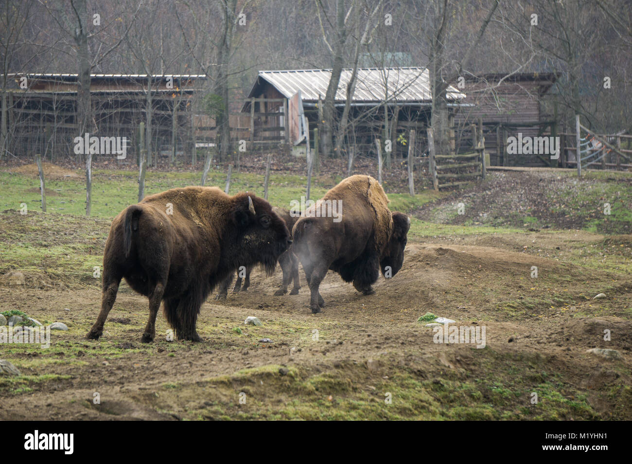 Large buffalo breathing out steam on a cold autumn morning at the ...