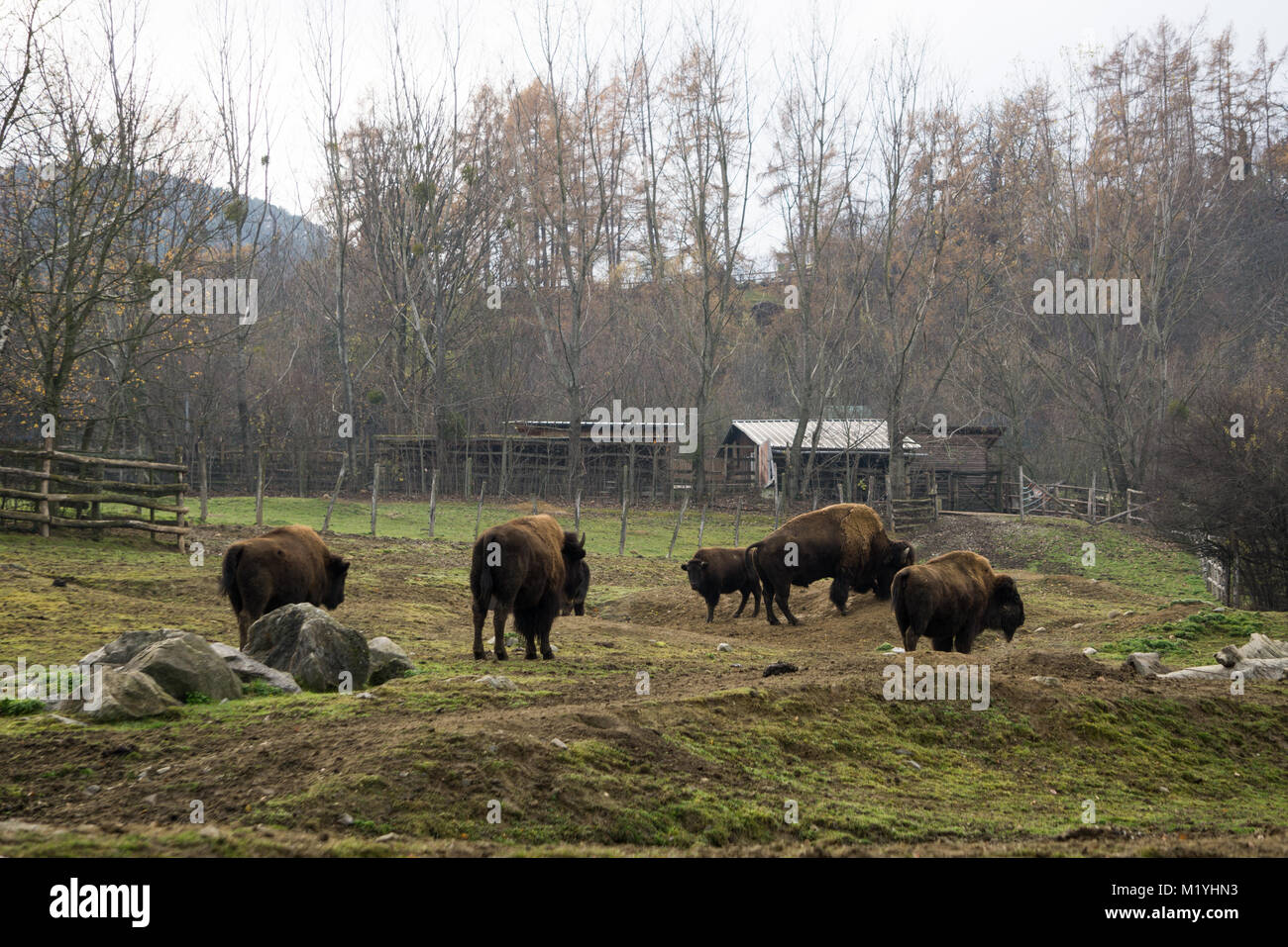 Bison herd inside their enclosure at an Austrian zoo Stock Photo - Alamy