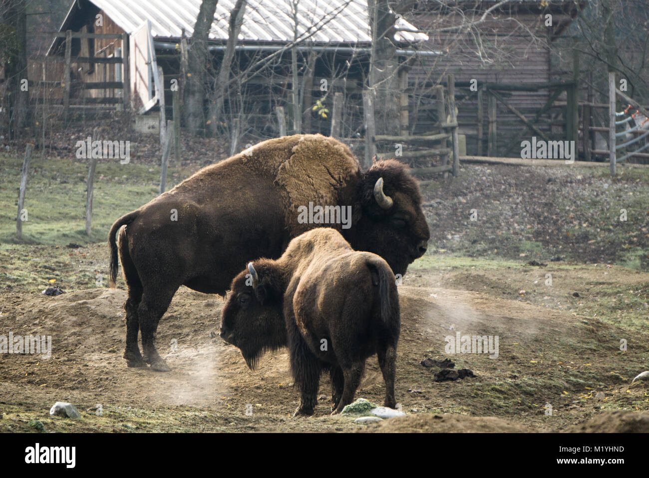 Bison breath breathing hi-res stock photography and images - Alamy