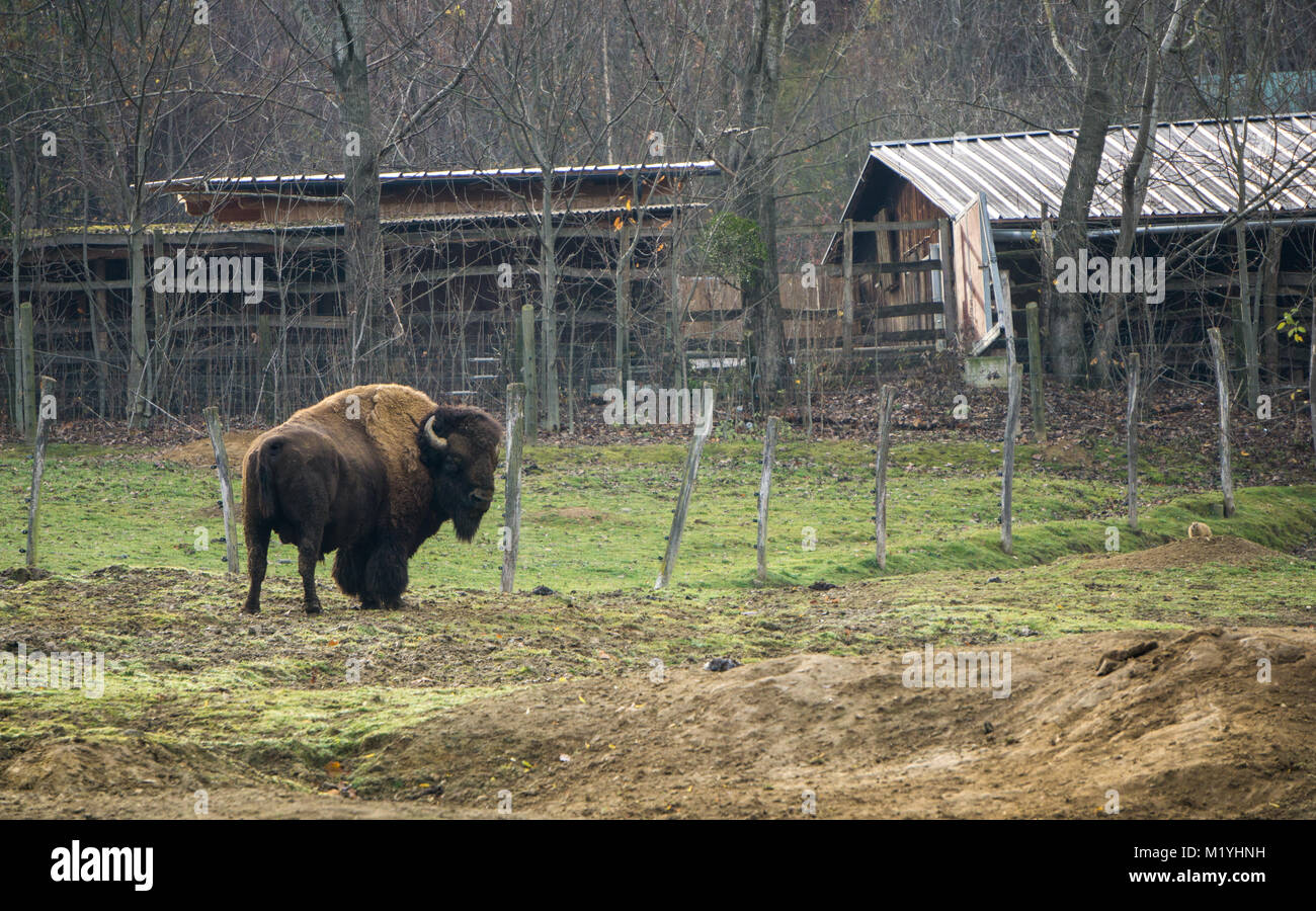 Large buffalo bull standing near the fence of its zoo enclosure Stock ...