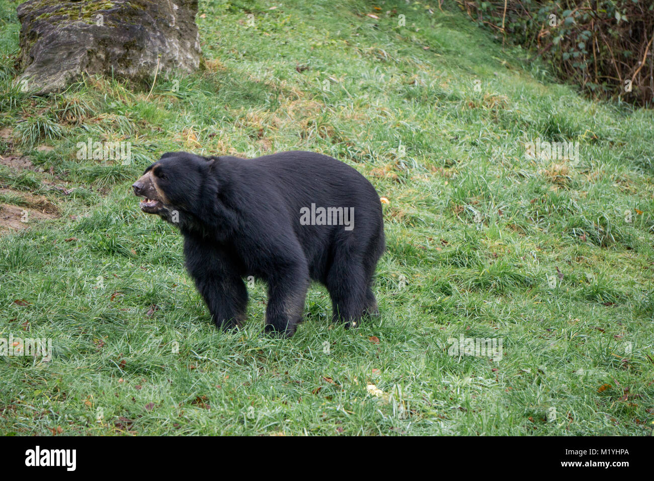 Spectacled bear wondering on a green slope Stock Photo - Alamy