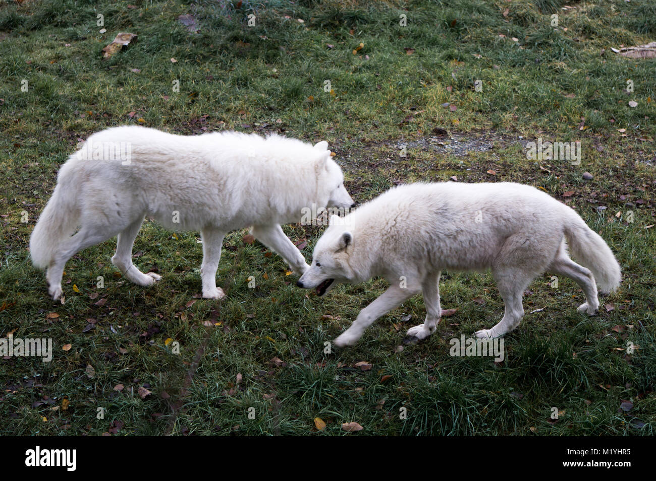 Two polar wolves walking past each other Stock Photo - Alamy